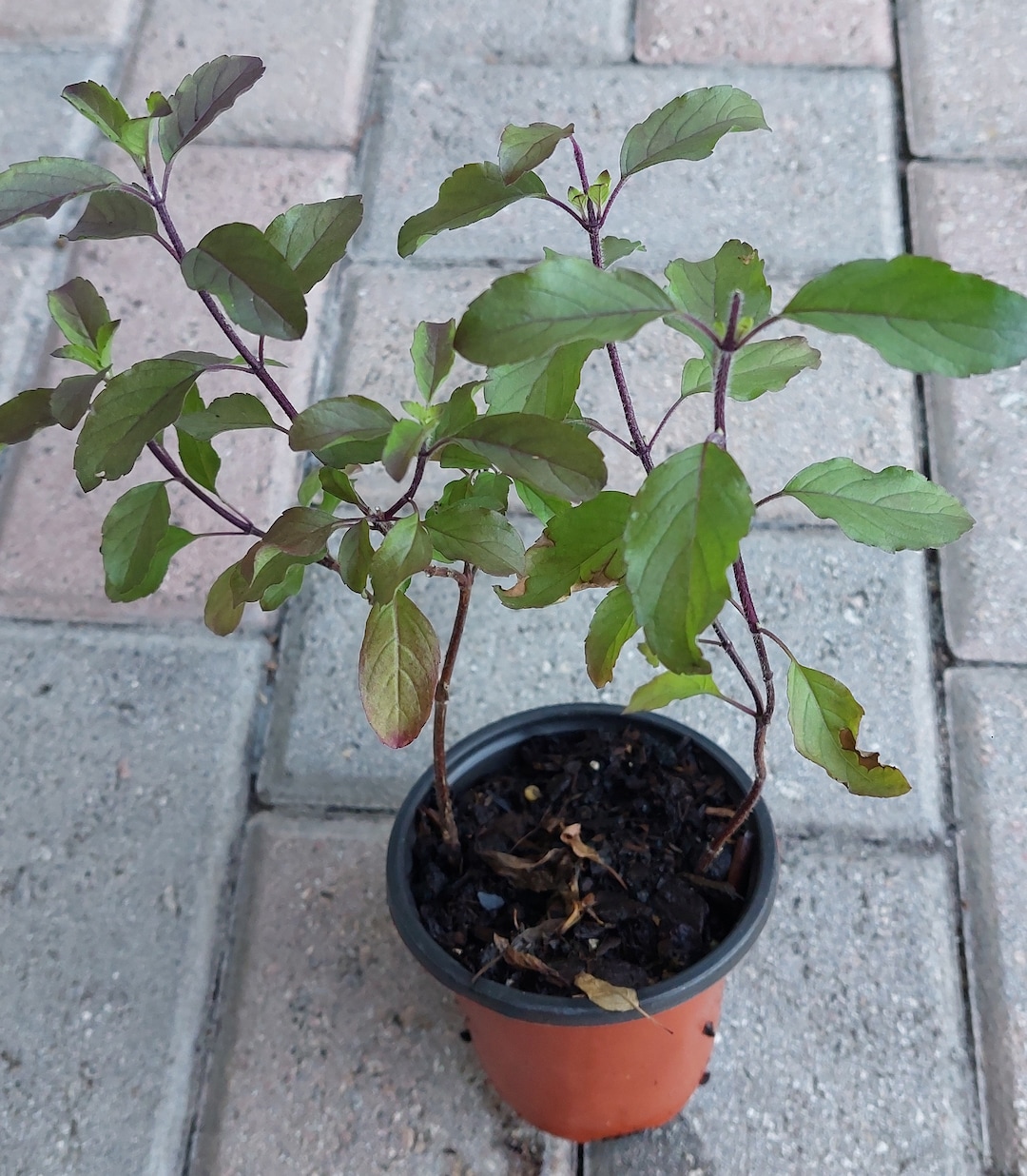 Purple Stem Holy Basil Krishna Tulsi, Ocimum Tenuiflorum, Tulsi Live ...