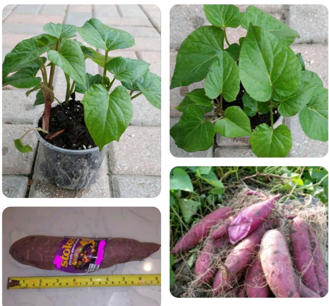 Three 3 Stoke Purple Variety Sweet Potato purple Skin & Purple Flesh ...