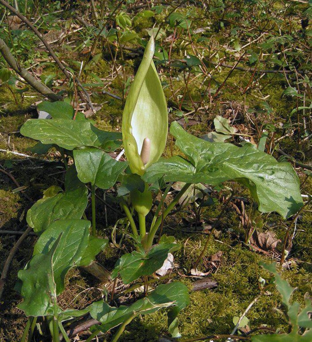 Arum Maculatum, Lords and Ladies, Cuckoo-pint 10 Seeds - Etsy UK