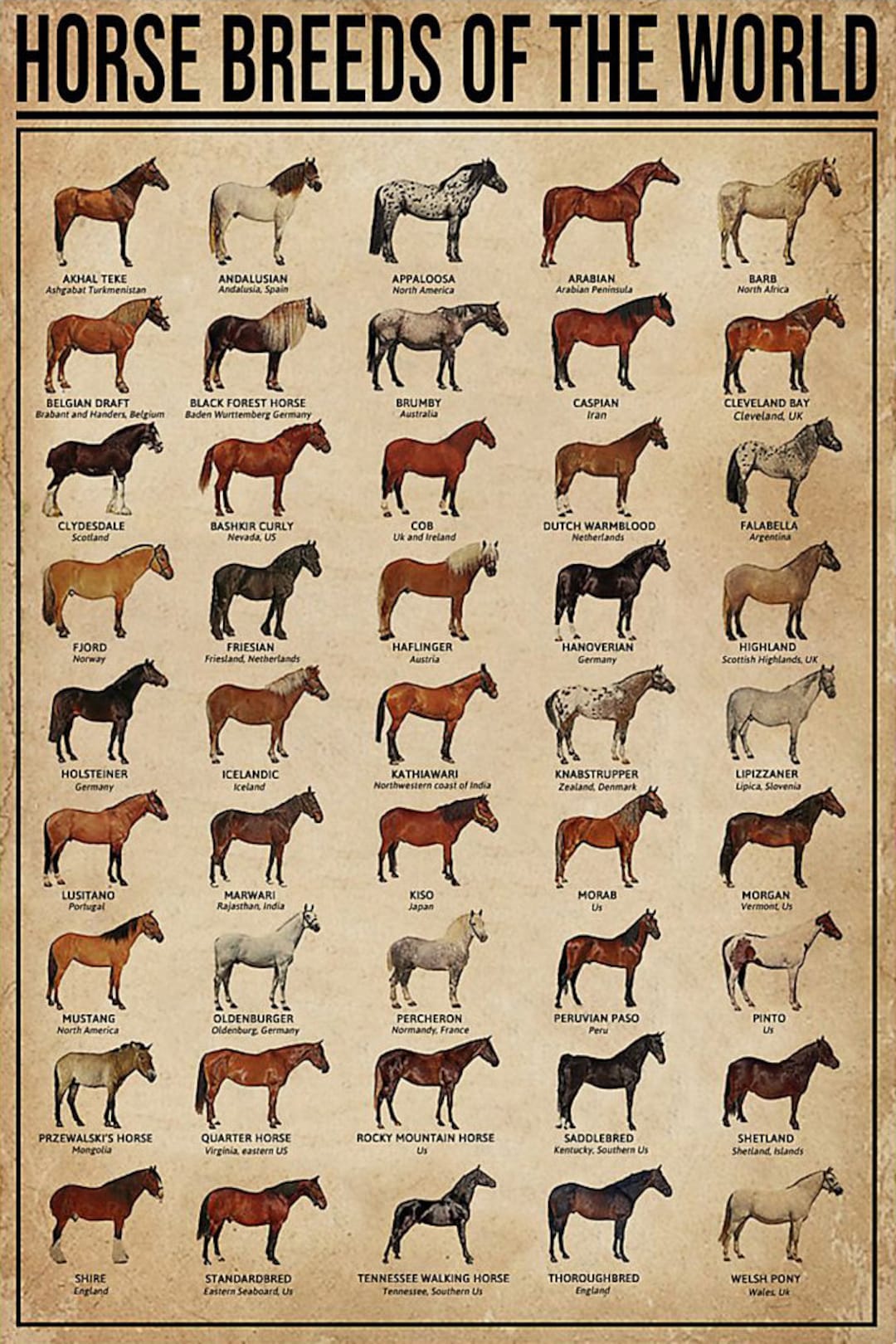 Christmas Gift, Horse Breeds of the World Vitage Poster Wall Art Home ...