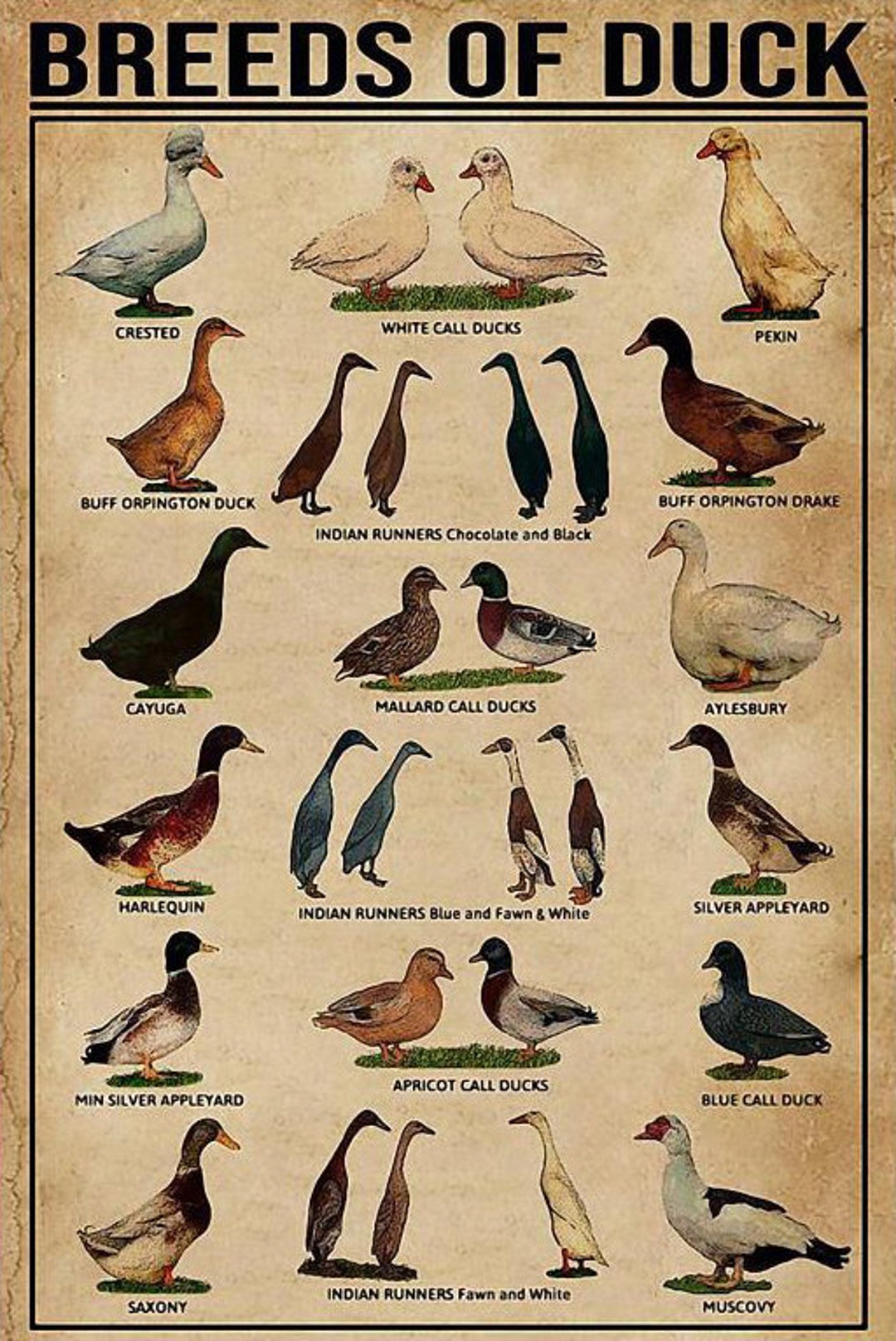 Breeds of Duck Poster Wall Art Home-decor - Etsy