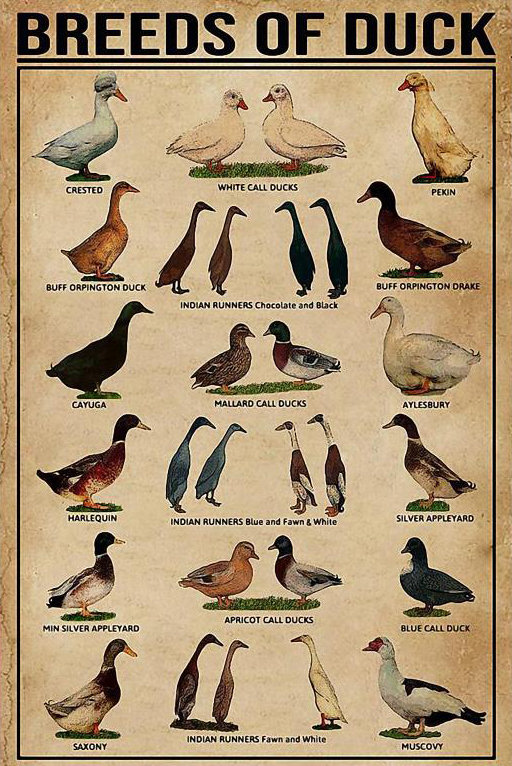 Breeds of Duck Poster Wall Art Home-decor - Etsy