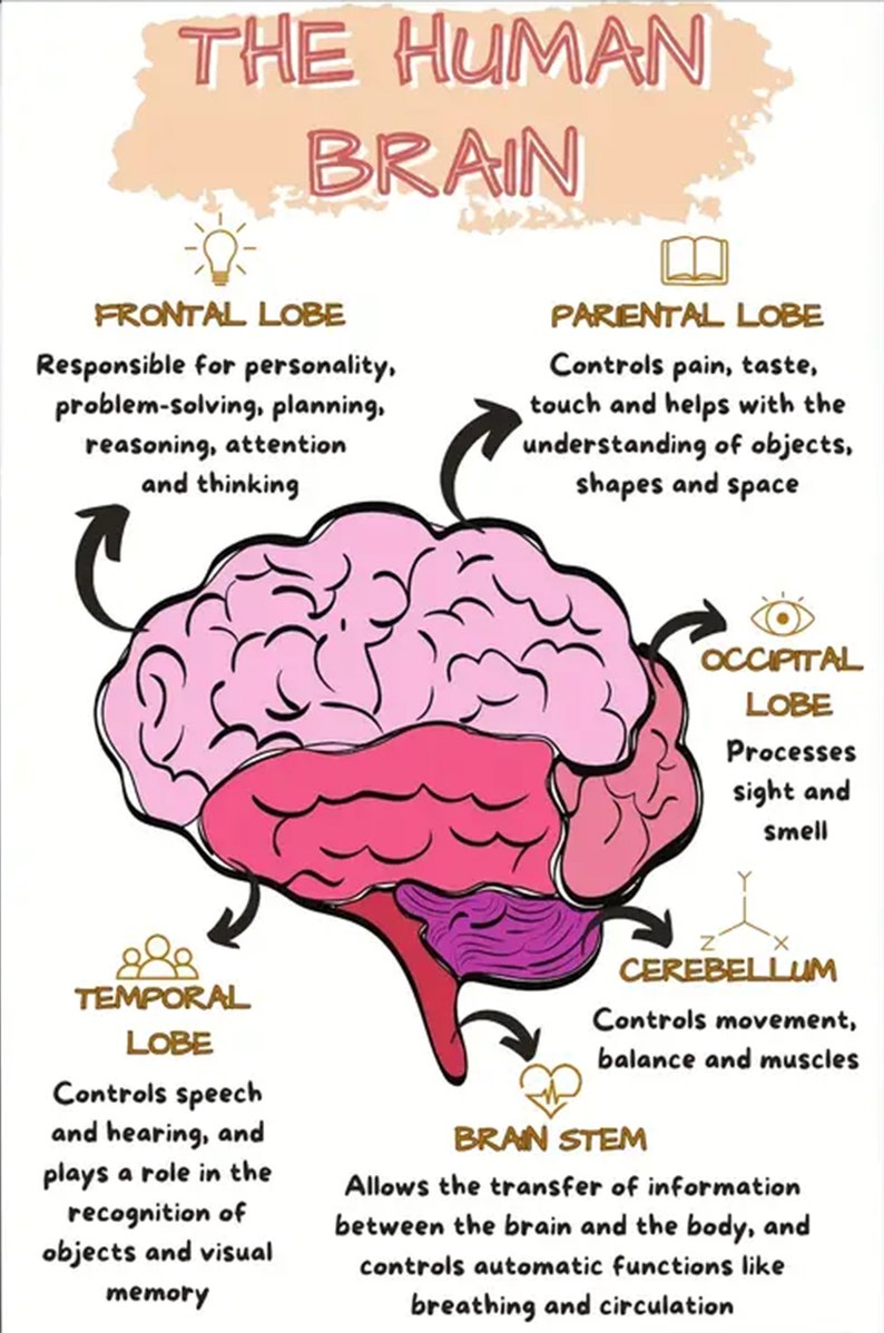 Brain Anatomy Poster , Mental Health Office Print, Psychologist 0ffice ...