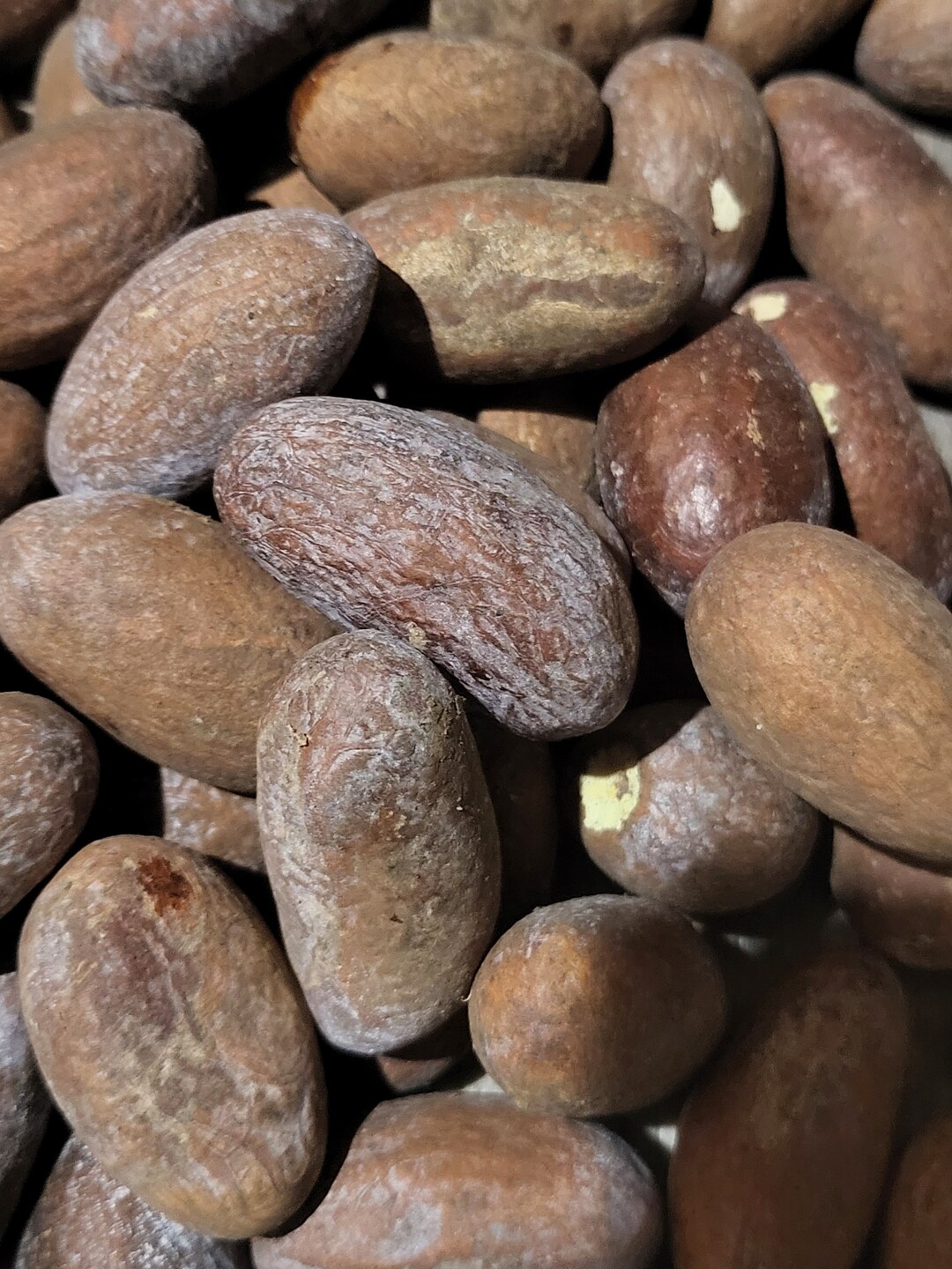 OROGBO Ripe Juicy African Bitter Kola - Etsy