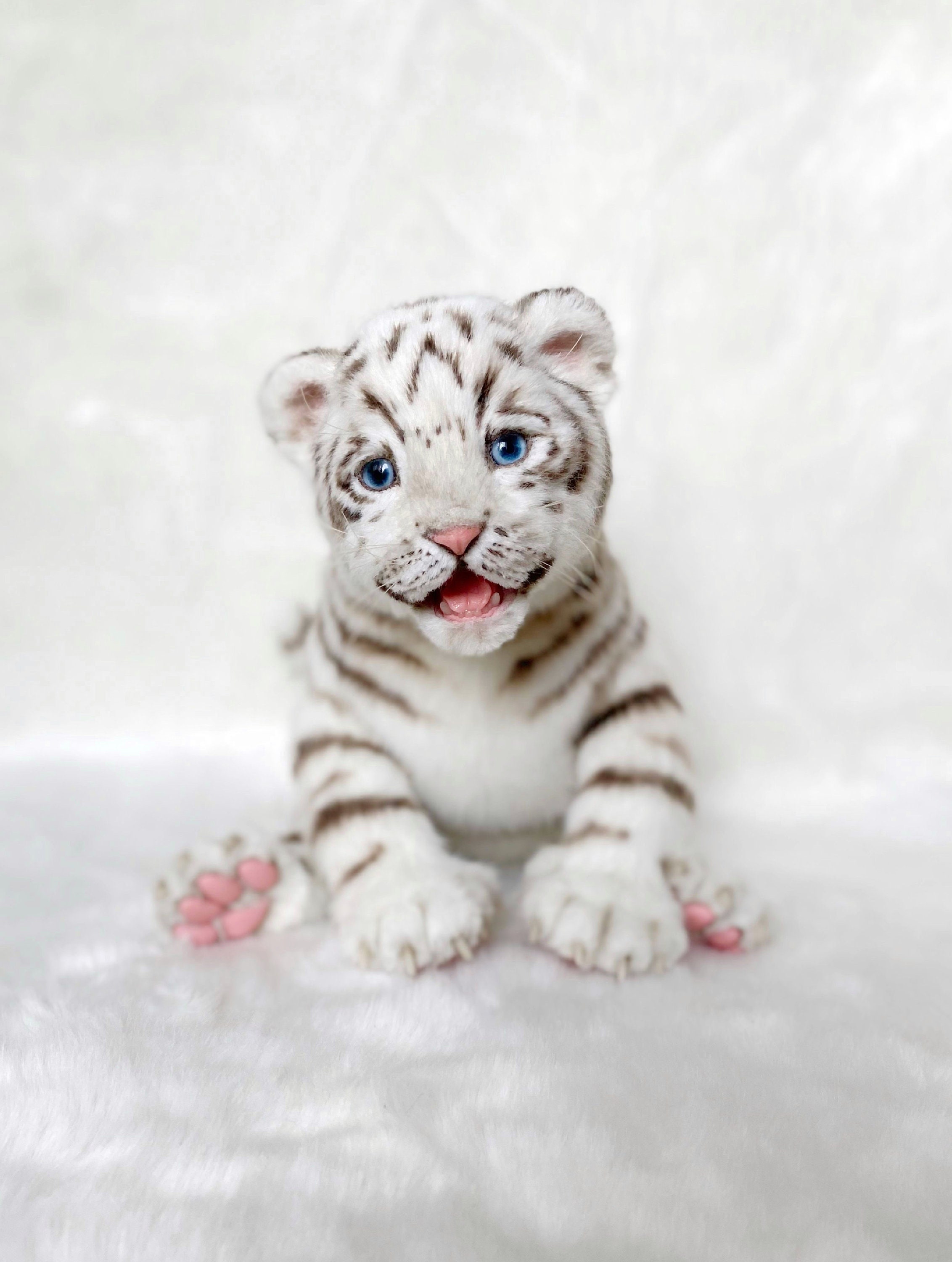 Cute Albino Tiger Cubs