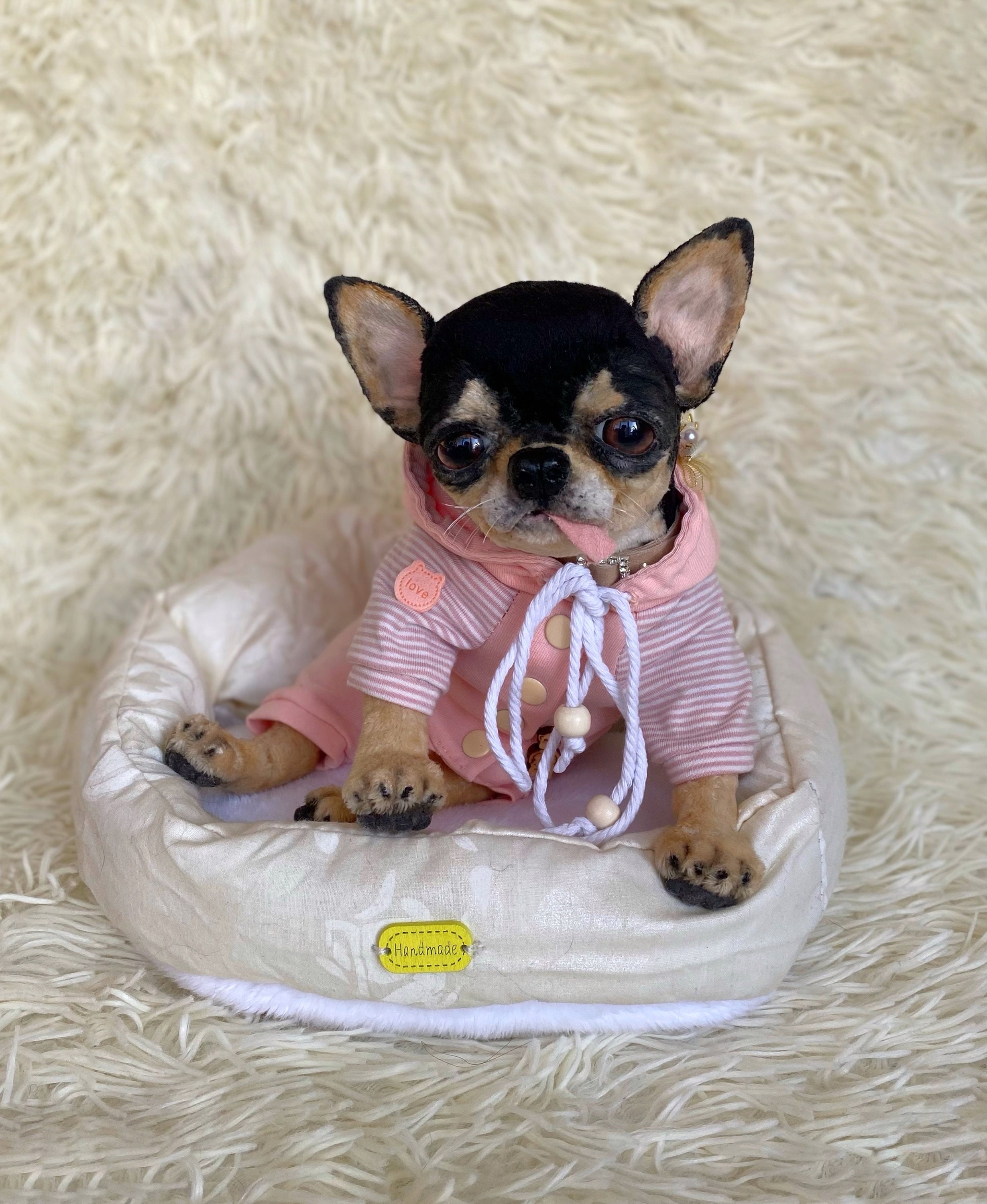 Teacup Chihuahua Newborn