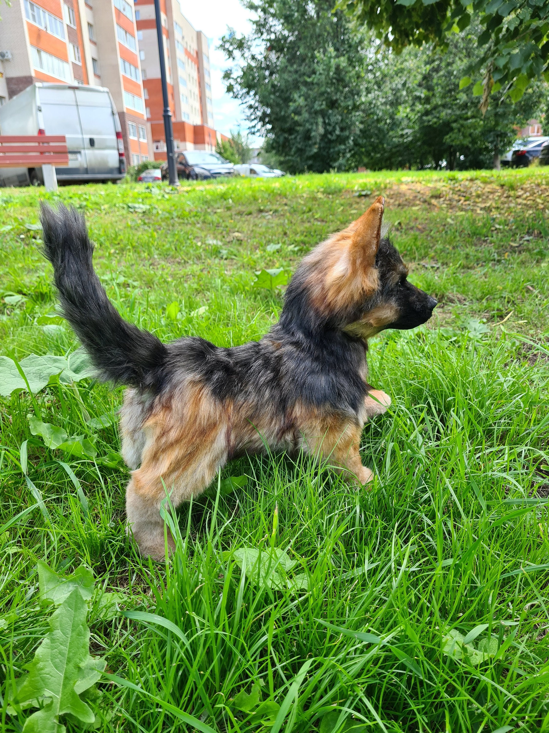 German Shepherd Yorkie Mix