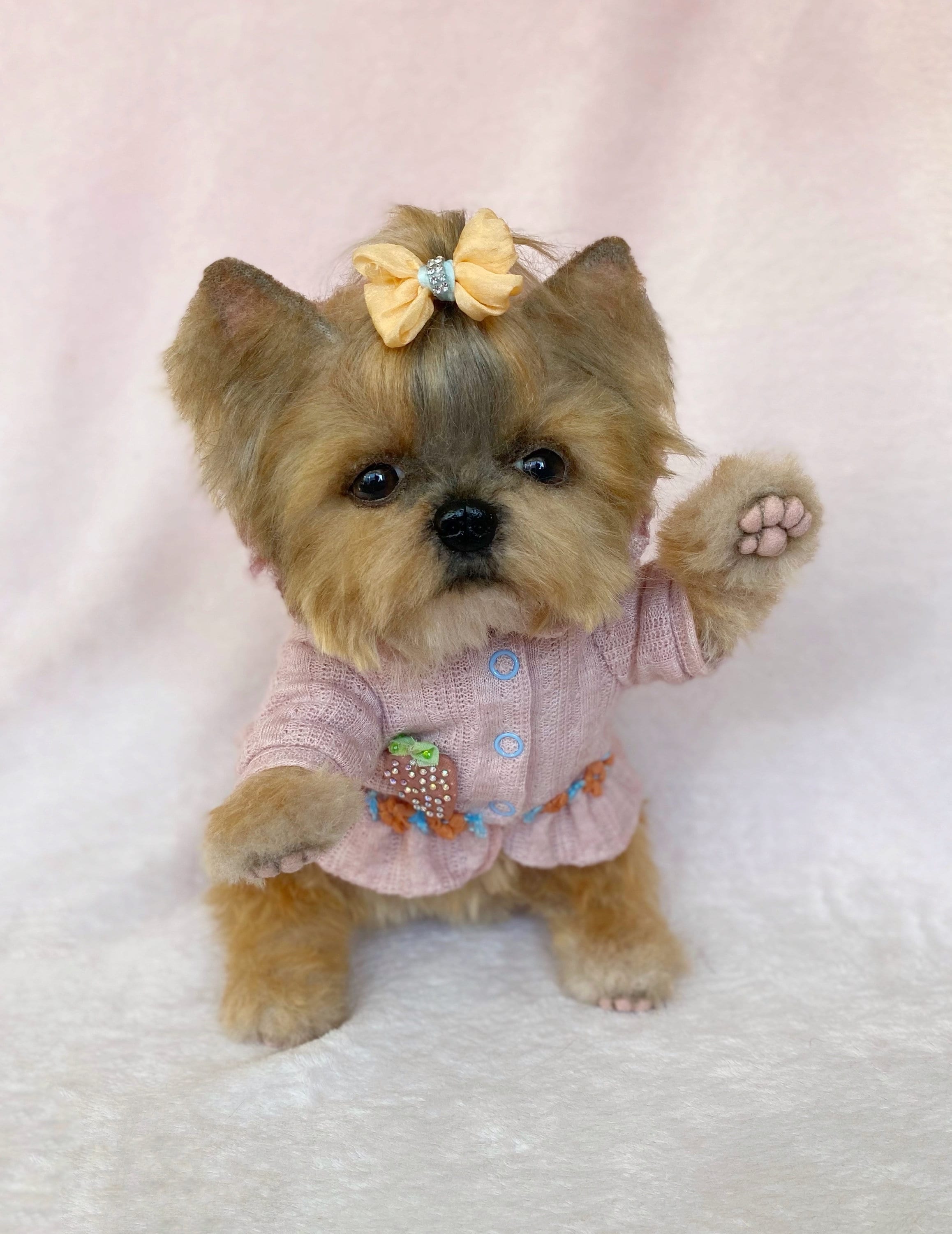 Teacup Yorkie Brown