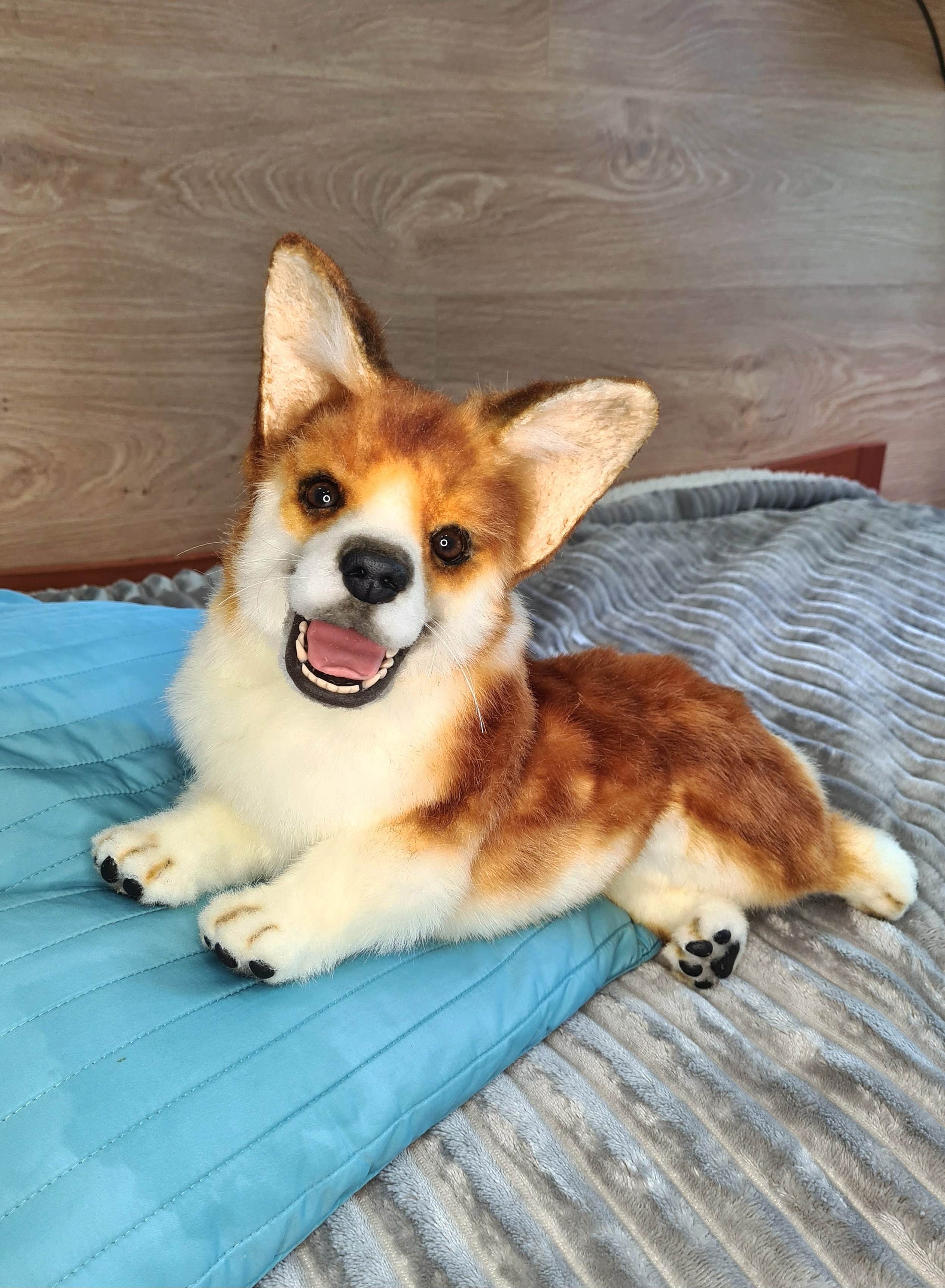 Corgi Tumblr