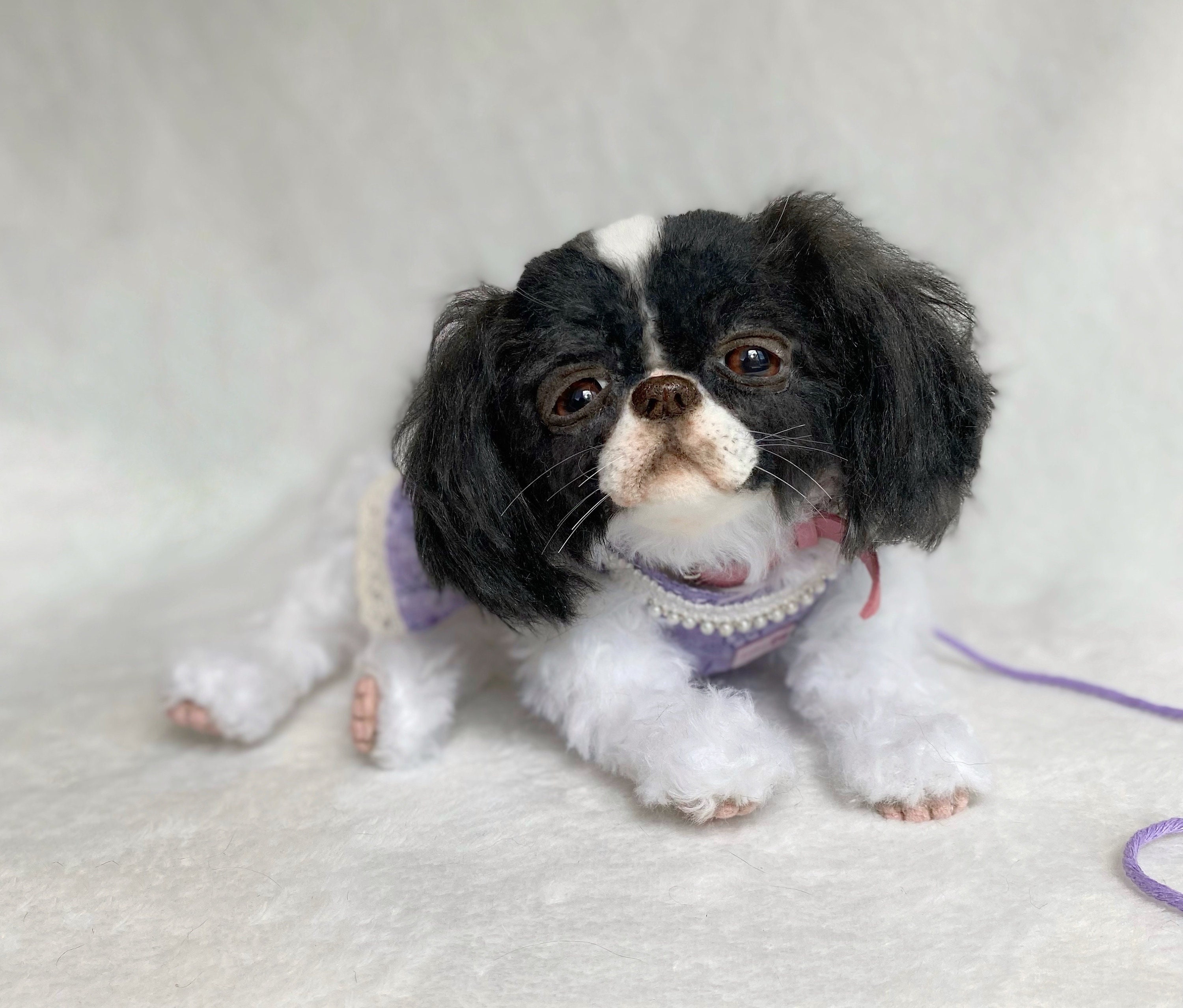 Japanese Chin Mix Puppies