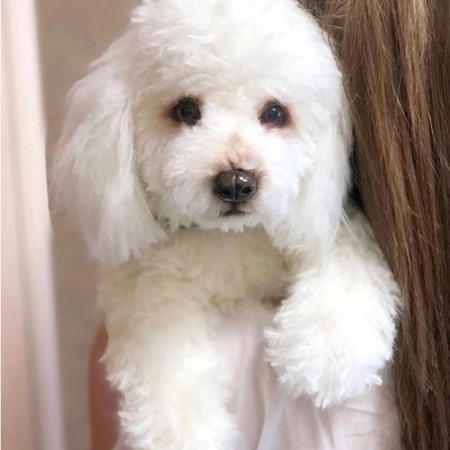 Puppy Michelle Realistic Toy made to Order Poodle Dog Toy - Etsy