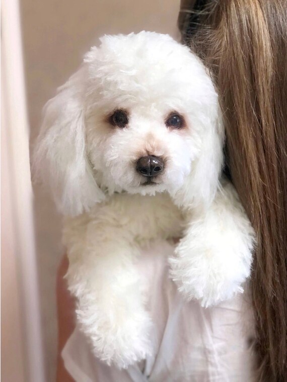 White Poodle Puppy