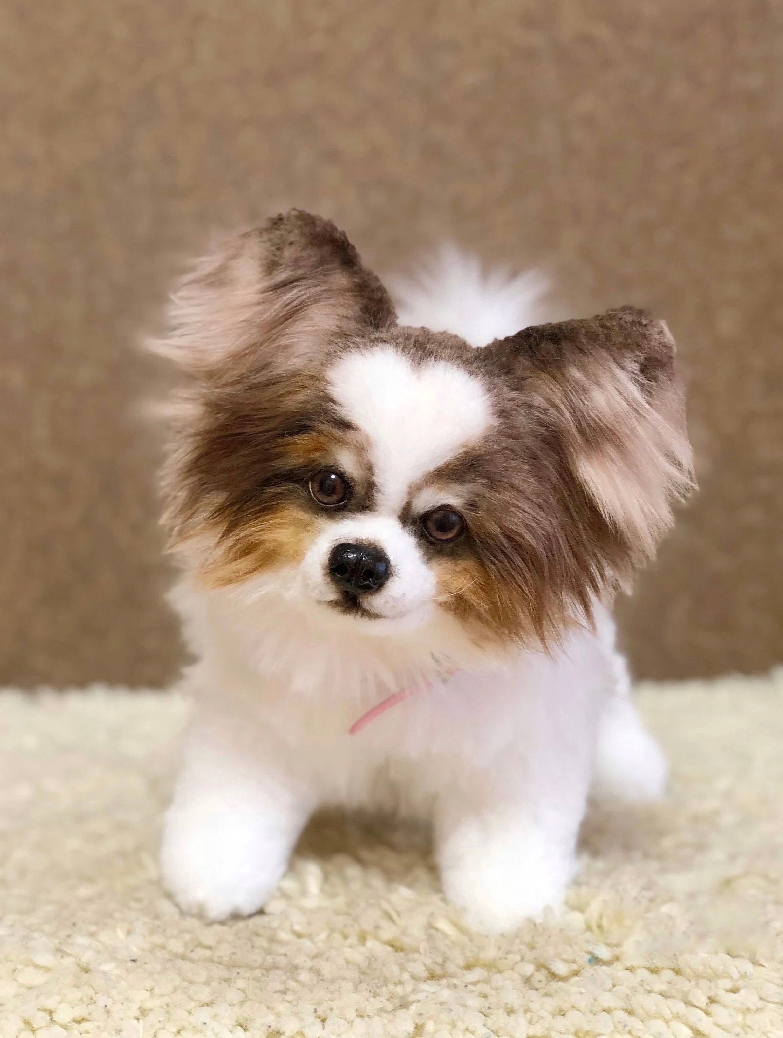 Papillon Toy Poodle Mix