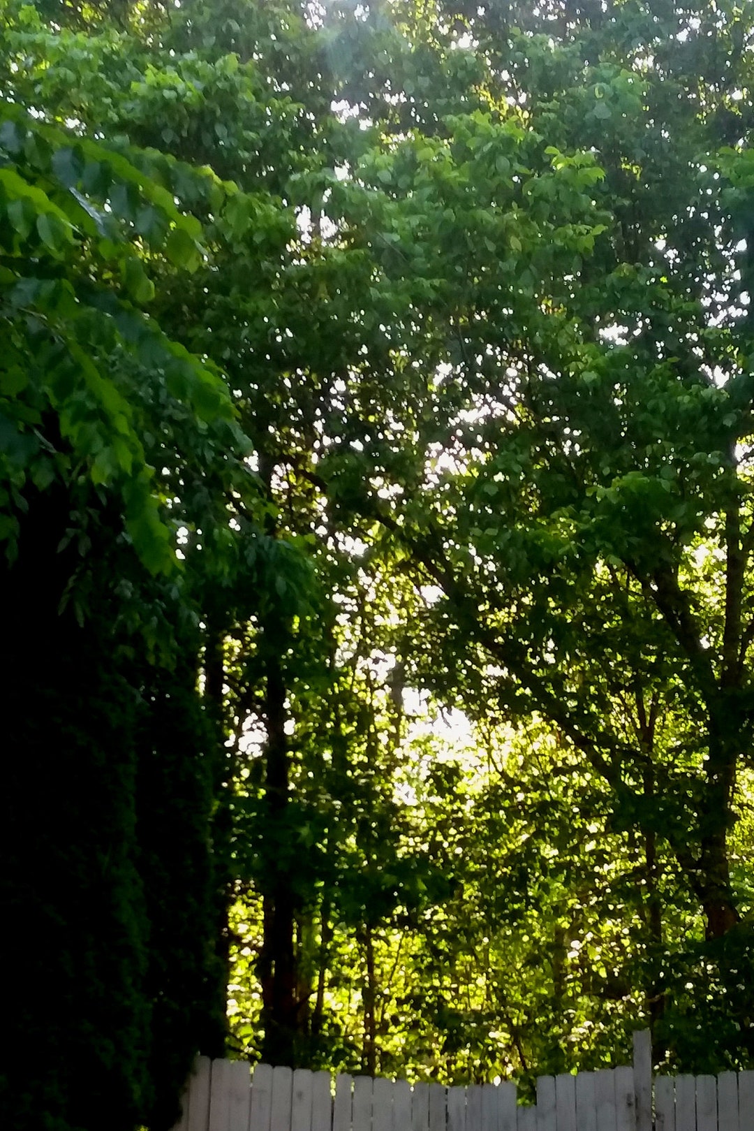 Picket Fence Under Sunlight Forest Photo Summer Photography Nature ...