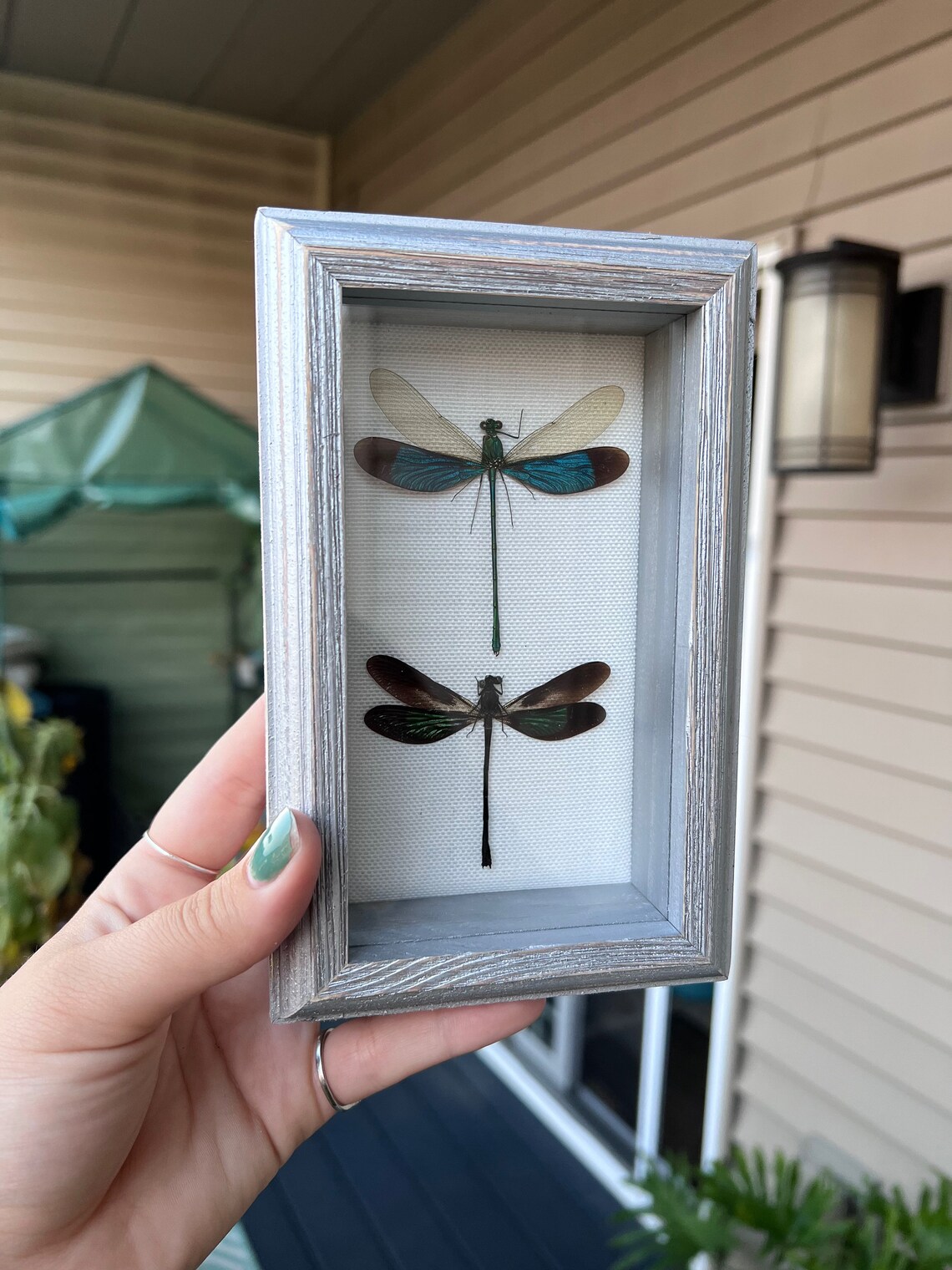 Two Real Dragonflies Framed in Shadow Box Wooden Shadow Box With Cloth Background - Etsy