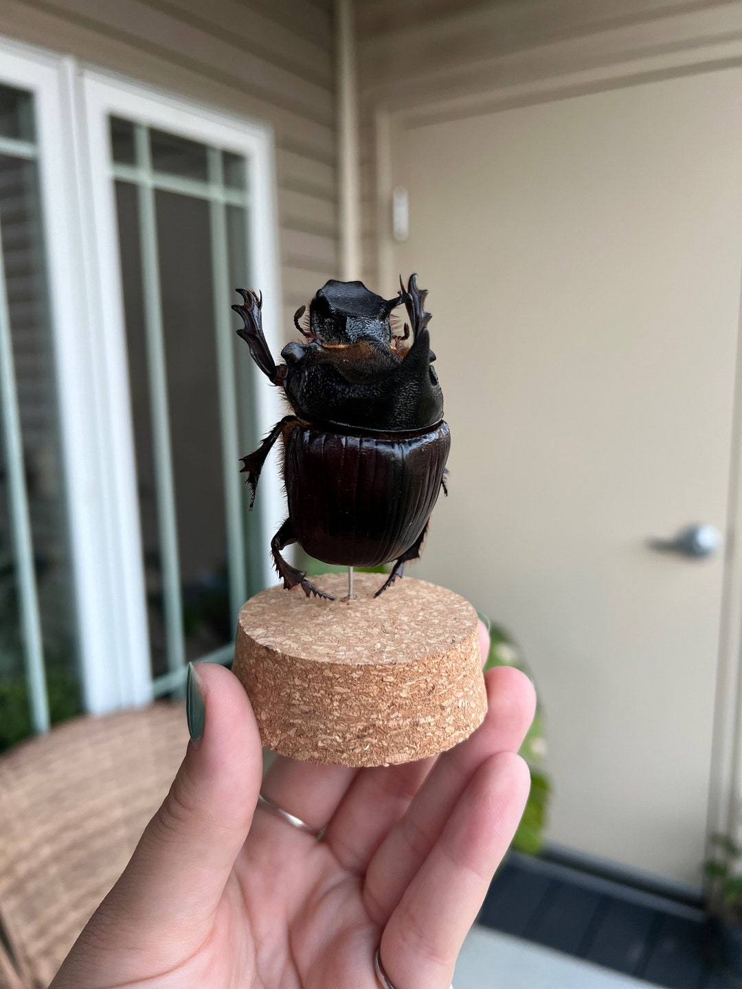Real Dung Beetle Mounted in Glass Bell Bottom Cloche - Etsy