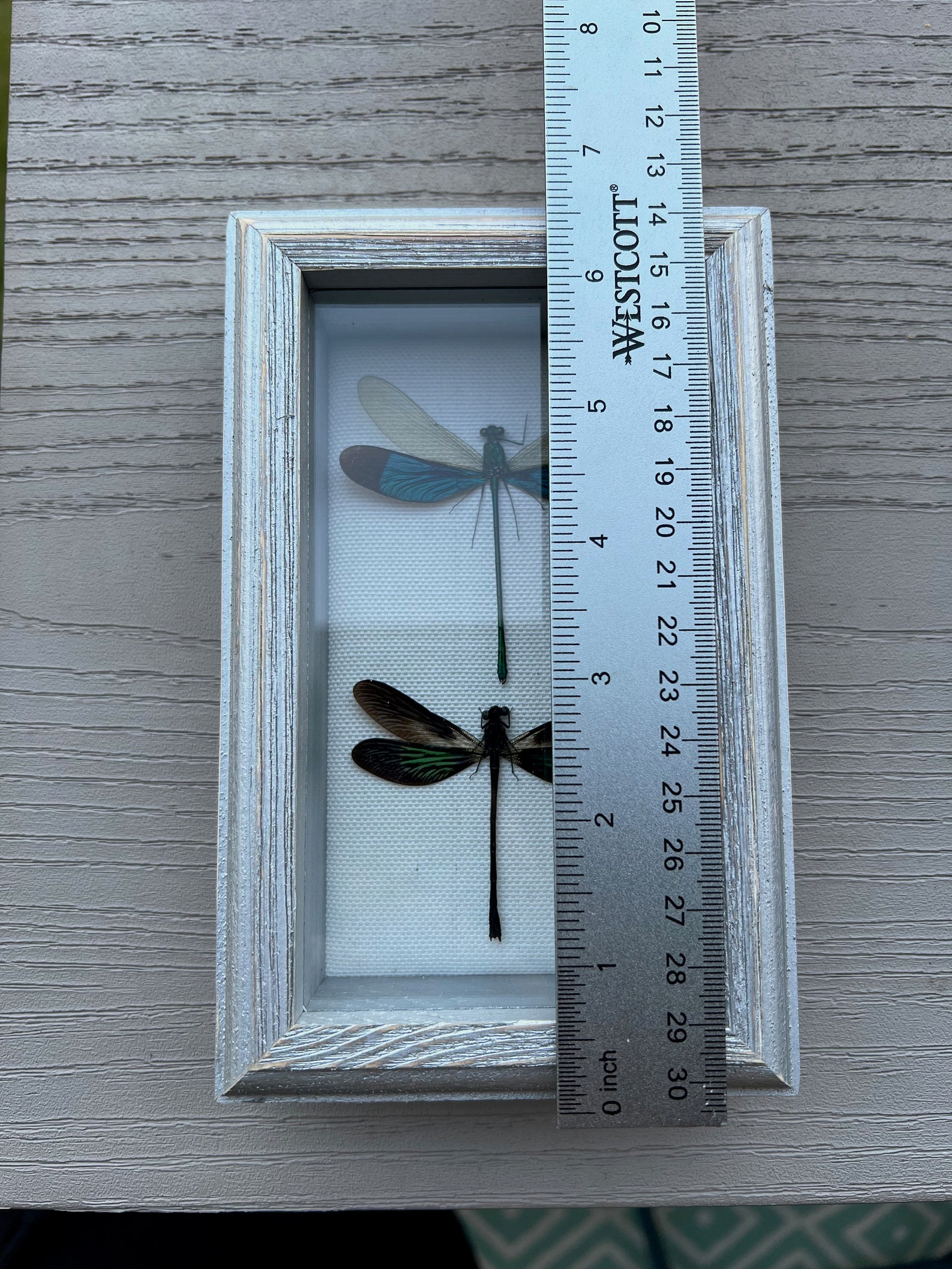 Two Real Dragonflies Framed in Shadow Box Wooden Shadow Box With Cloth ...