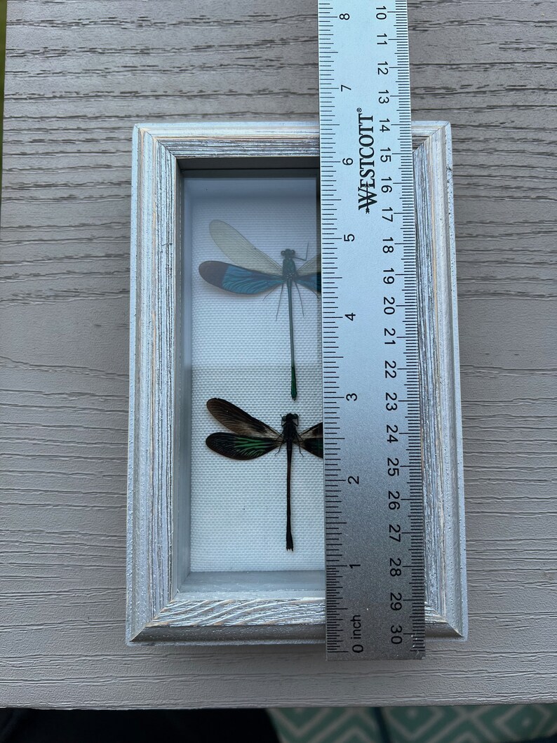 Two Real Dragonflies Framed in Shadow Box Wooden Shadow Box With Cloth Background - Etsy