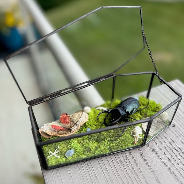 Butterfly Terrarium - Etsy