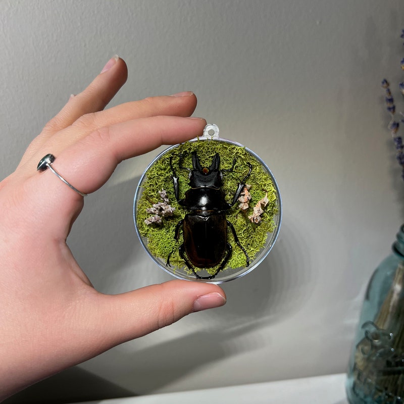 Insect Ornament - Etsy