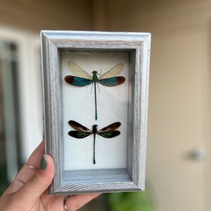 Two Real Dragonflies Framed in Shadow Box Wooden Shadow Box With Cloth Background - Etsy