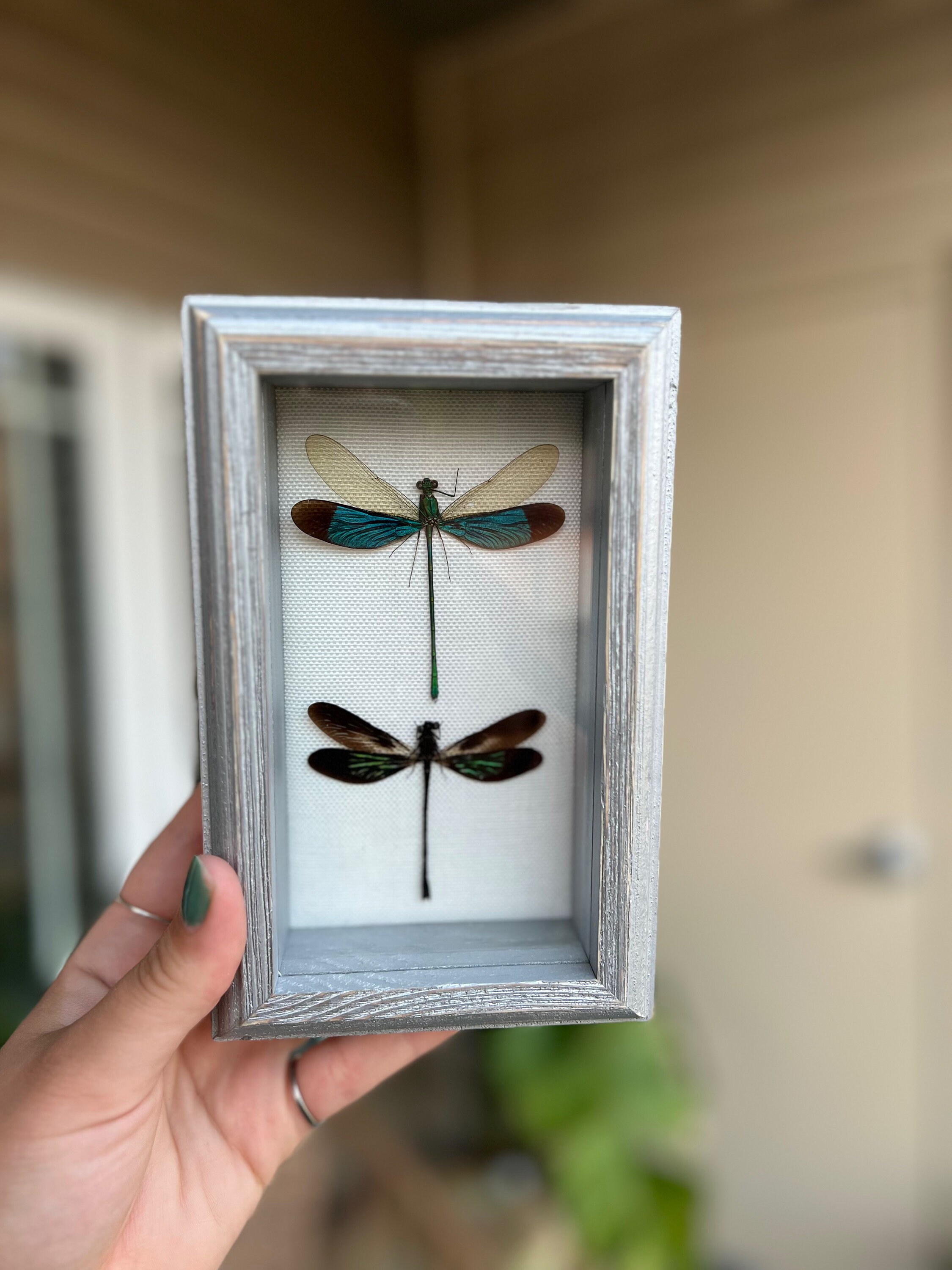Two Real Dragonflies Framed in Shadow Box Wooden Shadow Box With Cloth ...