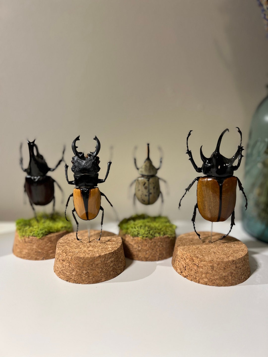 Variety of Mounted Beetles in Cloche Bell Bottom Glass Jar - Etsy