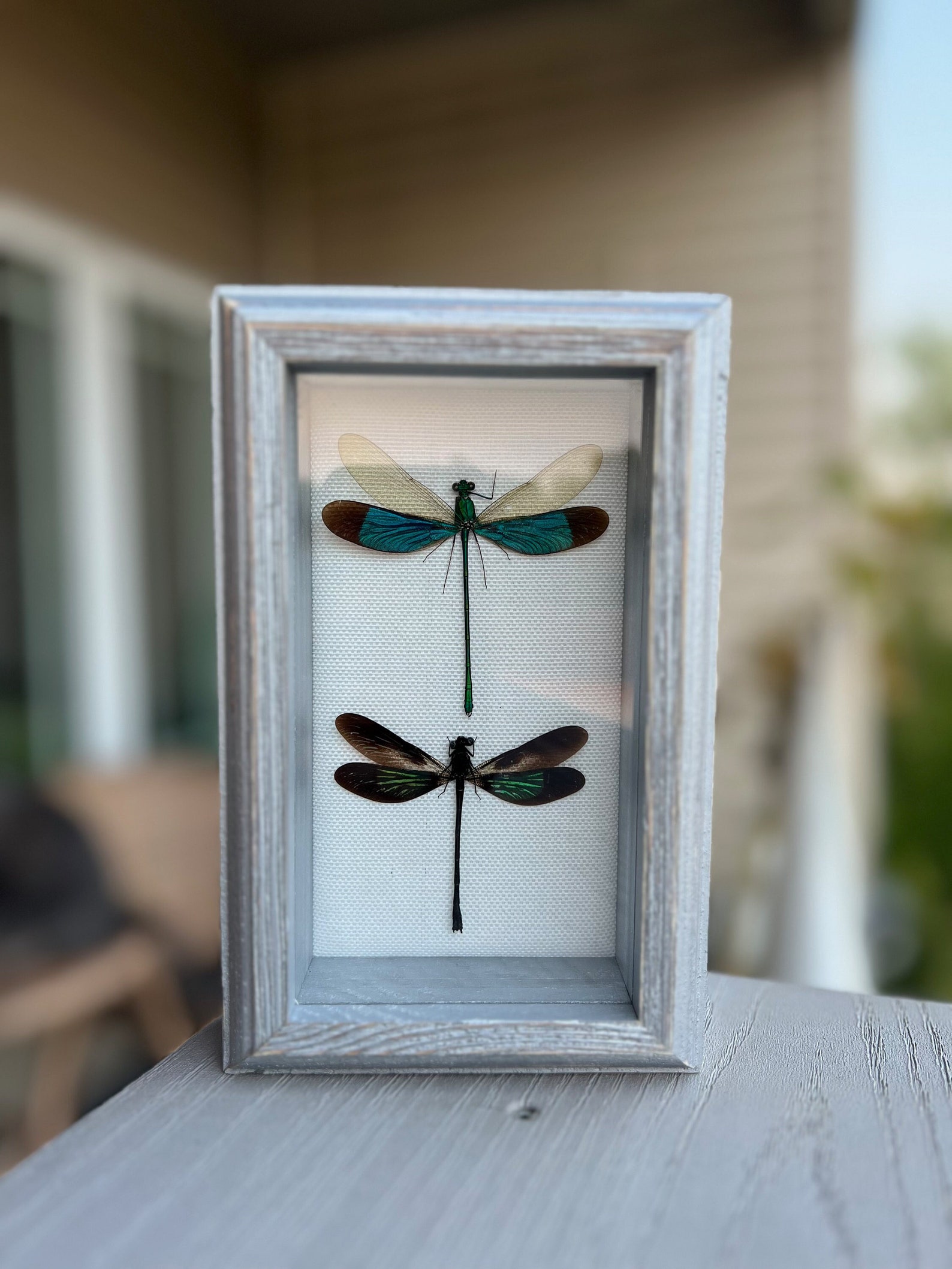 Two Real Dragonflies Framed in Shadow Box Wooden Shadow Box With Cloth Background - Etsy