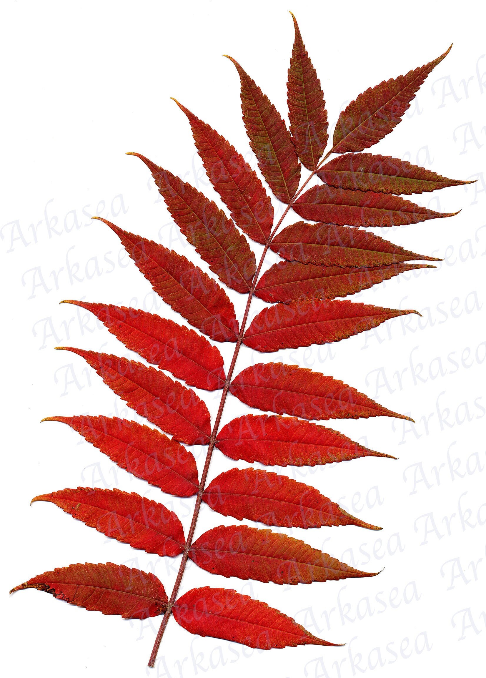 Red Sumac Leaf Colour Image Download | Botanical Photograph | Art Decor ...