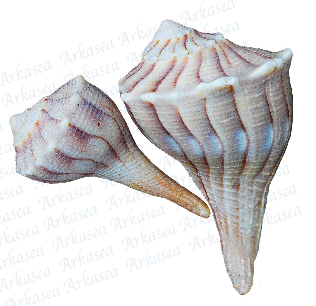 Lightning Whelk Shell | Collectible Shell | Digital Image PNG Download ...
