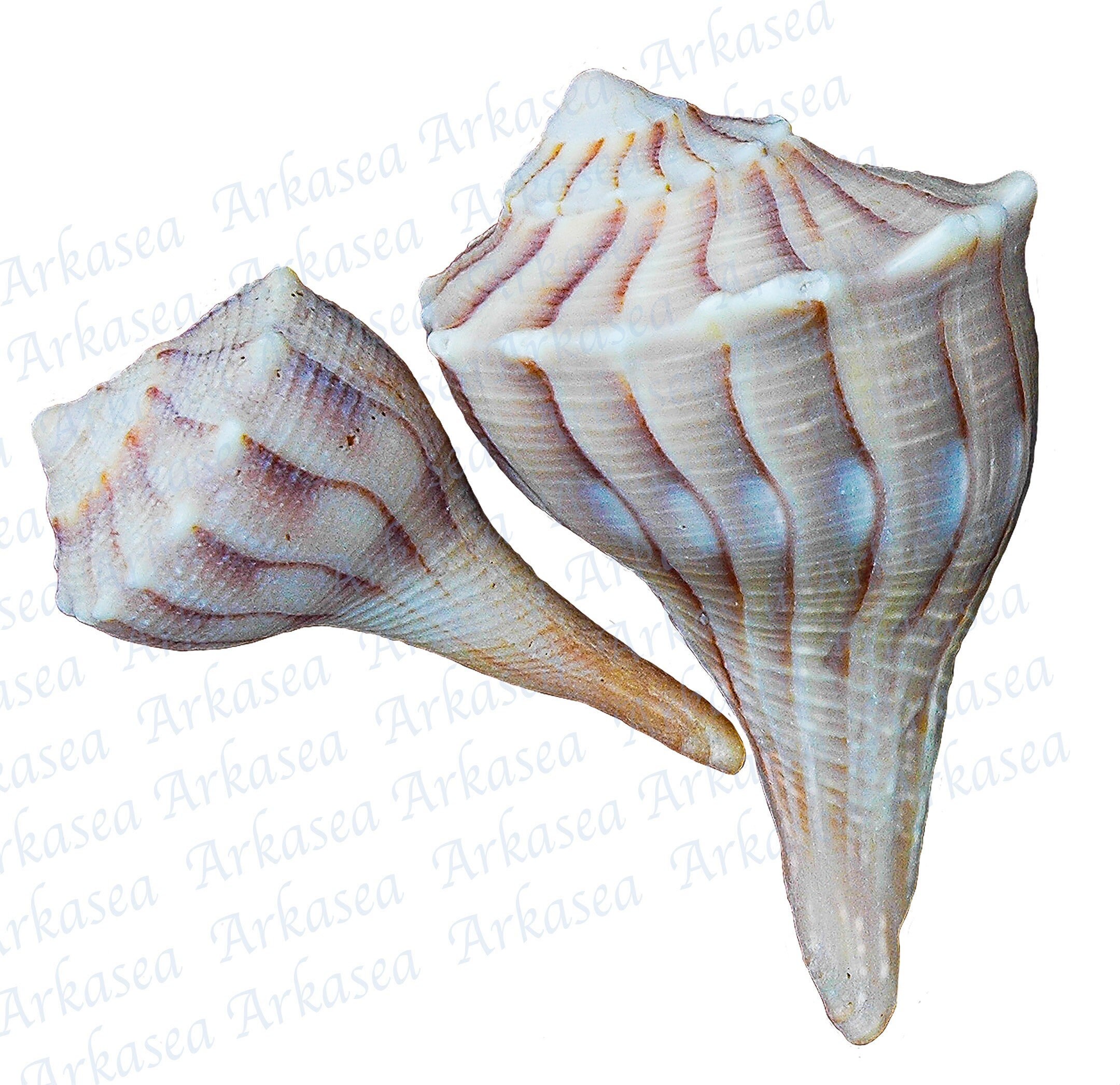 Lightning Whelk Shell Collectible Shell Digital Image PNG Download ...