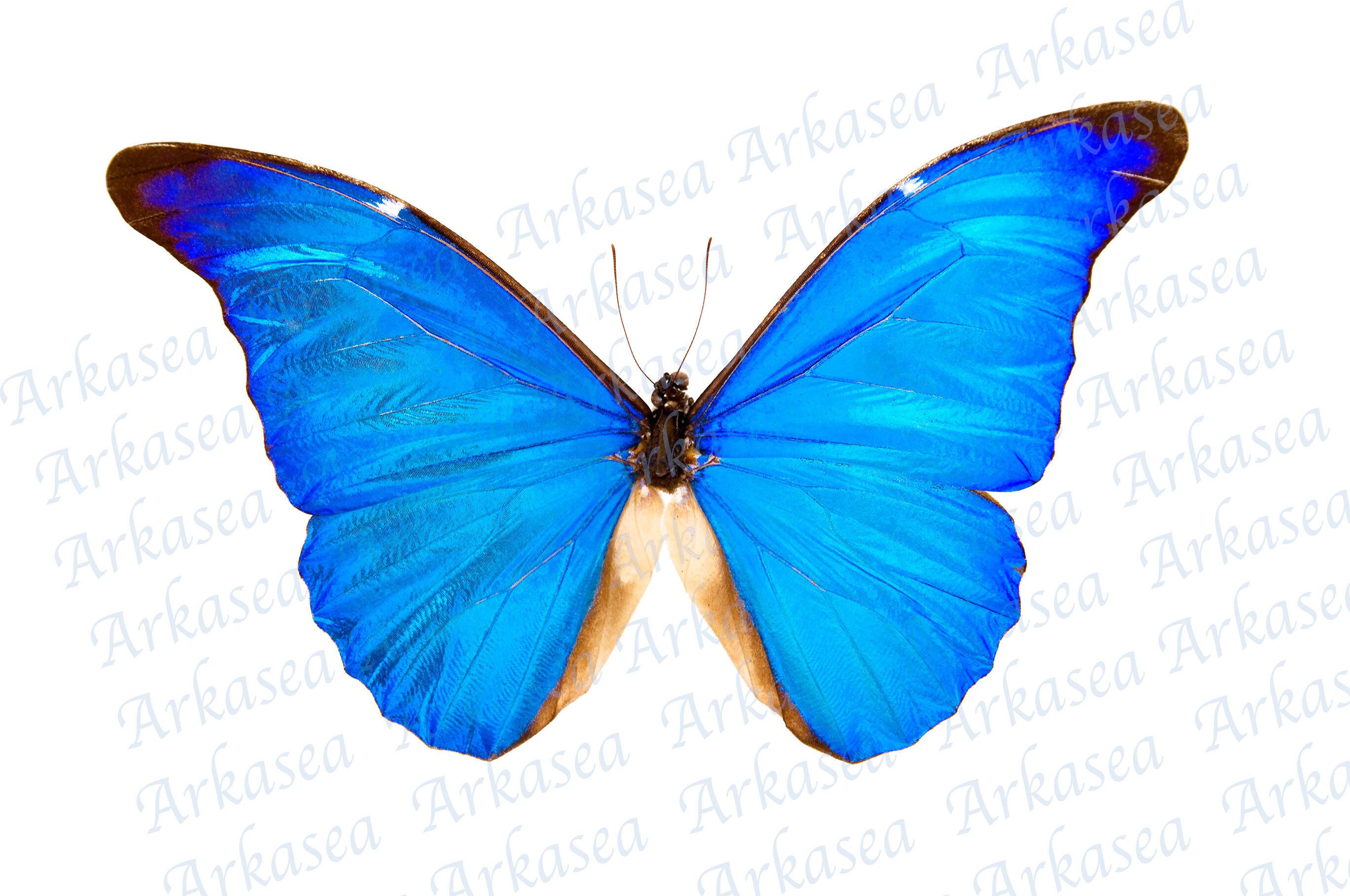 Morpho Anaxibia