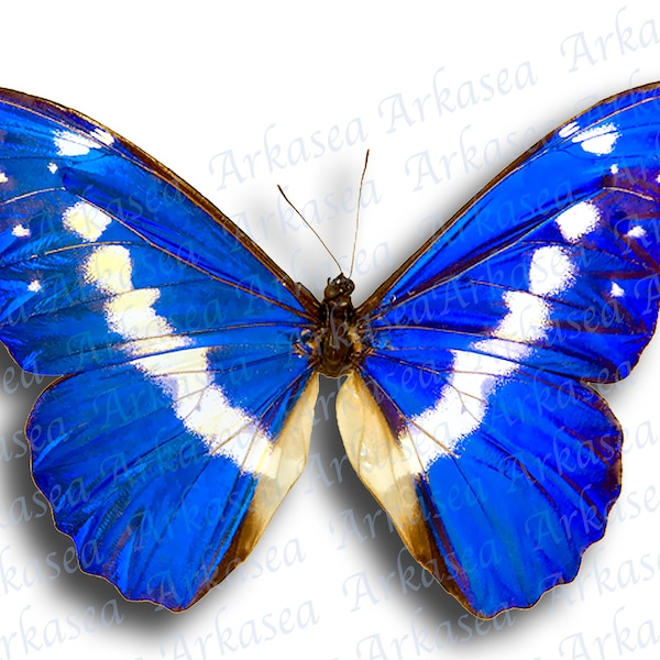 Morpho Helena - Etsy