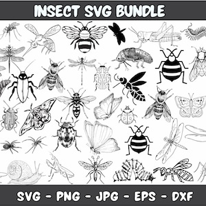 Insect SVG Bundle, Insect PNG Bundle, Insect Clipart, Insect Svg ...