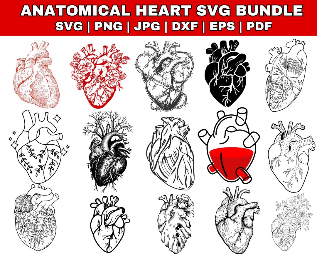 Anatomical Heart SVG Bundle: Floral & Realistic Designs (digital Files ...
