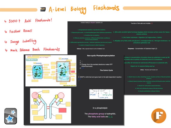 COMPLETE A-level Biology Anki Flashcards 3200 Cards AQA - Etsy