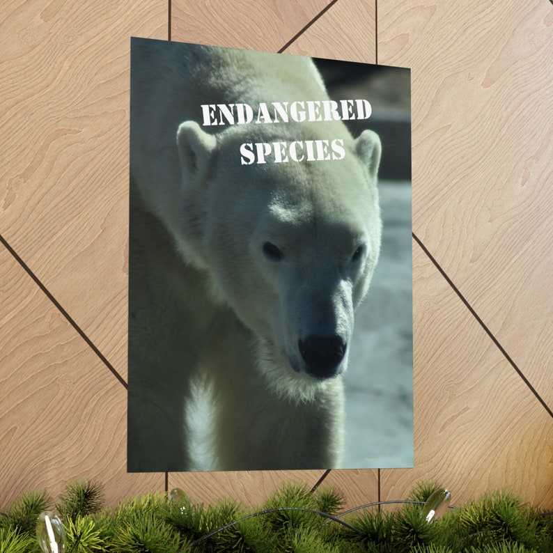 Polar Bear Poster, Endangered Species Wall Art, Endangered Animals, Not AI, Photo by A. B ...