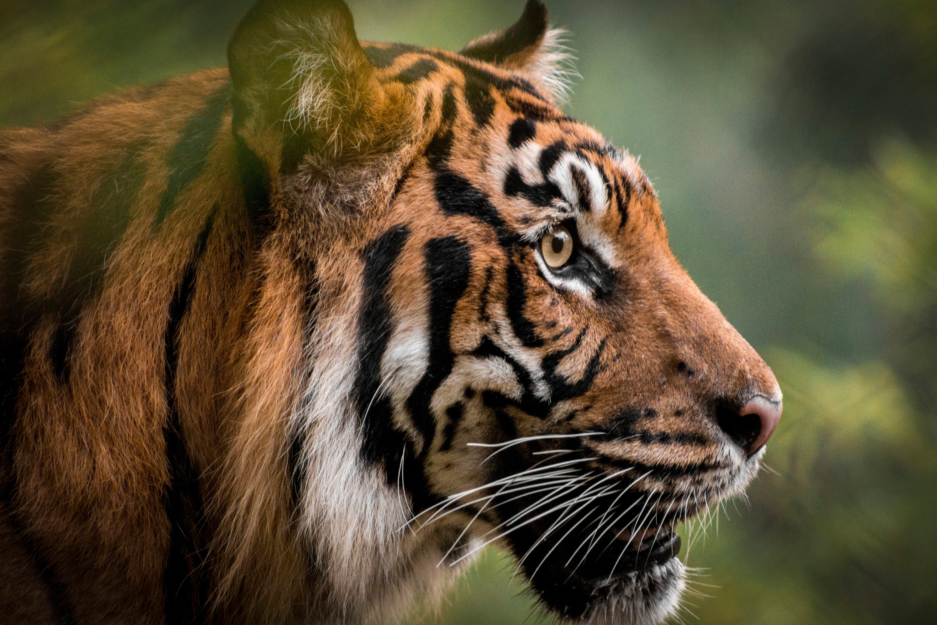 Tiger Photography Print, Fine Art Photography, Animal Lover Gift Idea ...