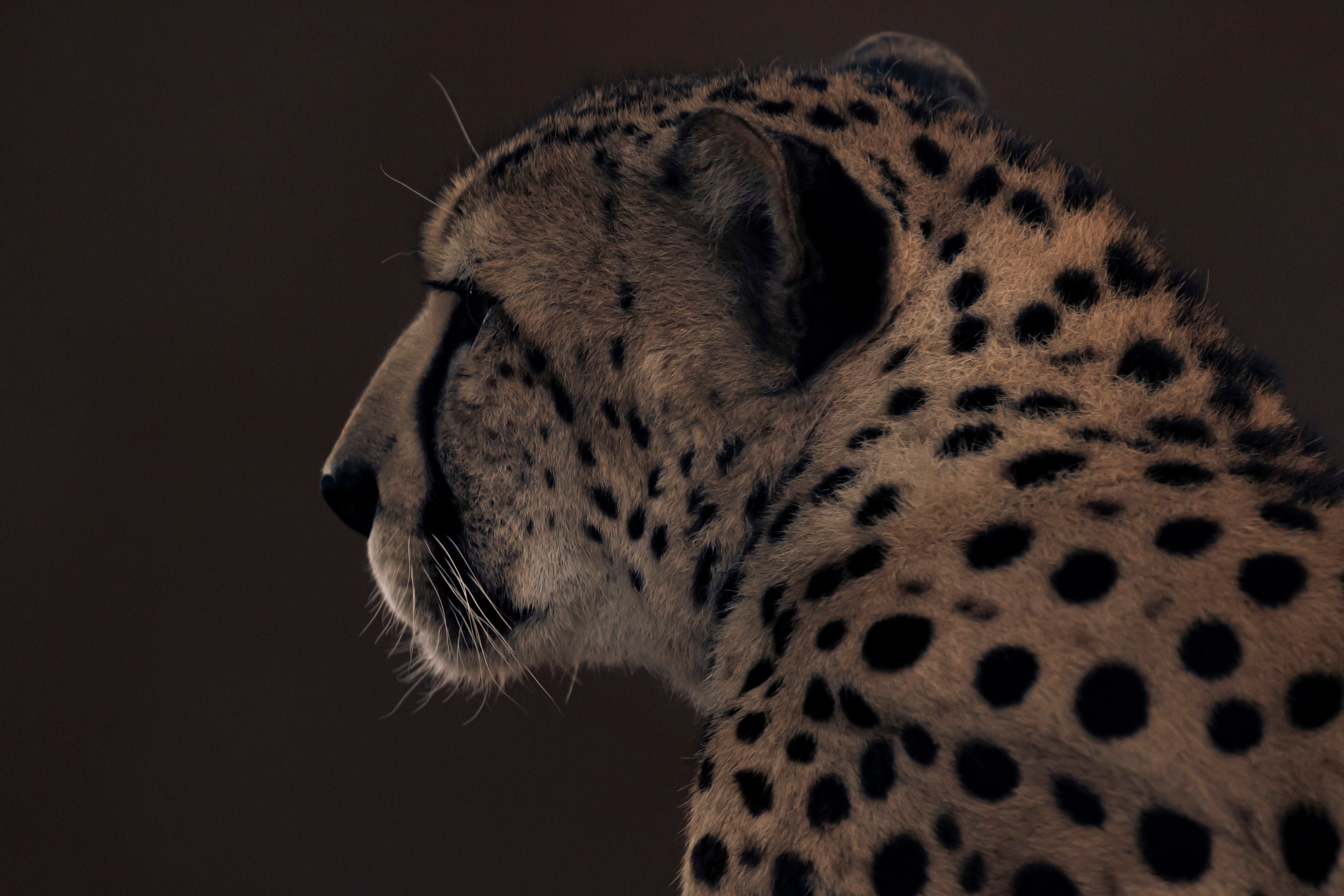 Cheetah Photography Print, Fine Art Photography, Animal Lover Gift Idea ...