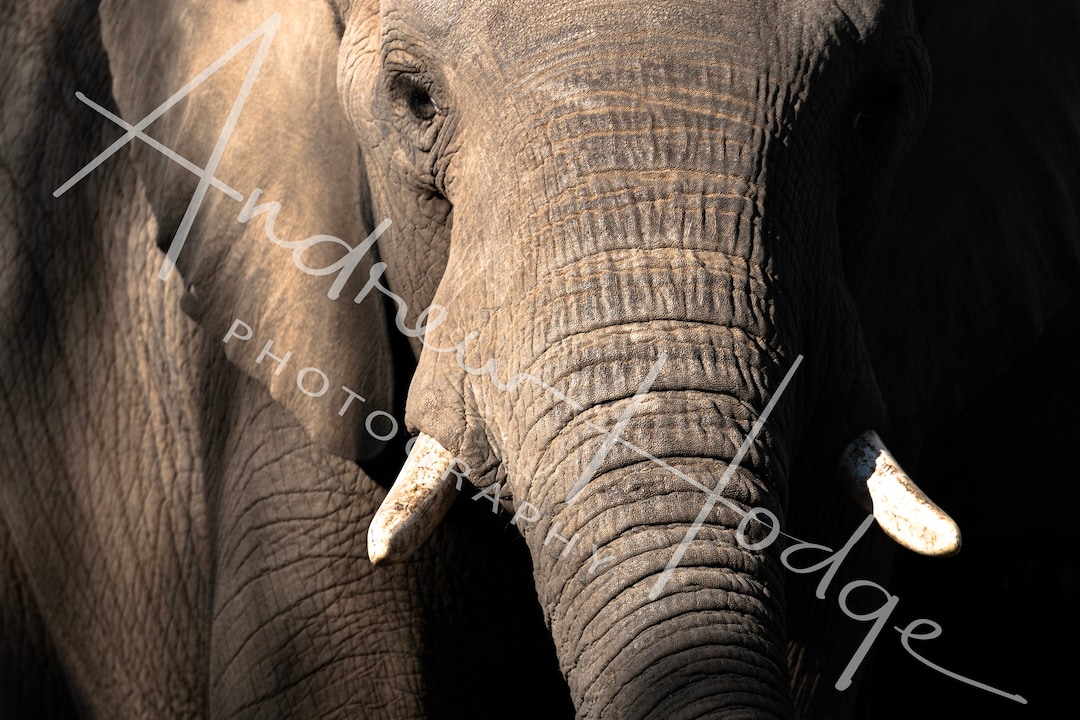 Elephant Photography Print, Fine Art Photography, Animal Lover Gift ...