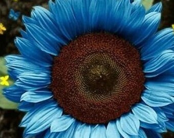 Midnight Oil Sunflower - Etsy