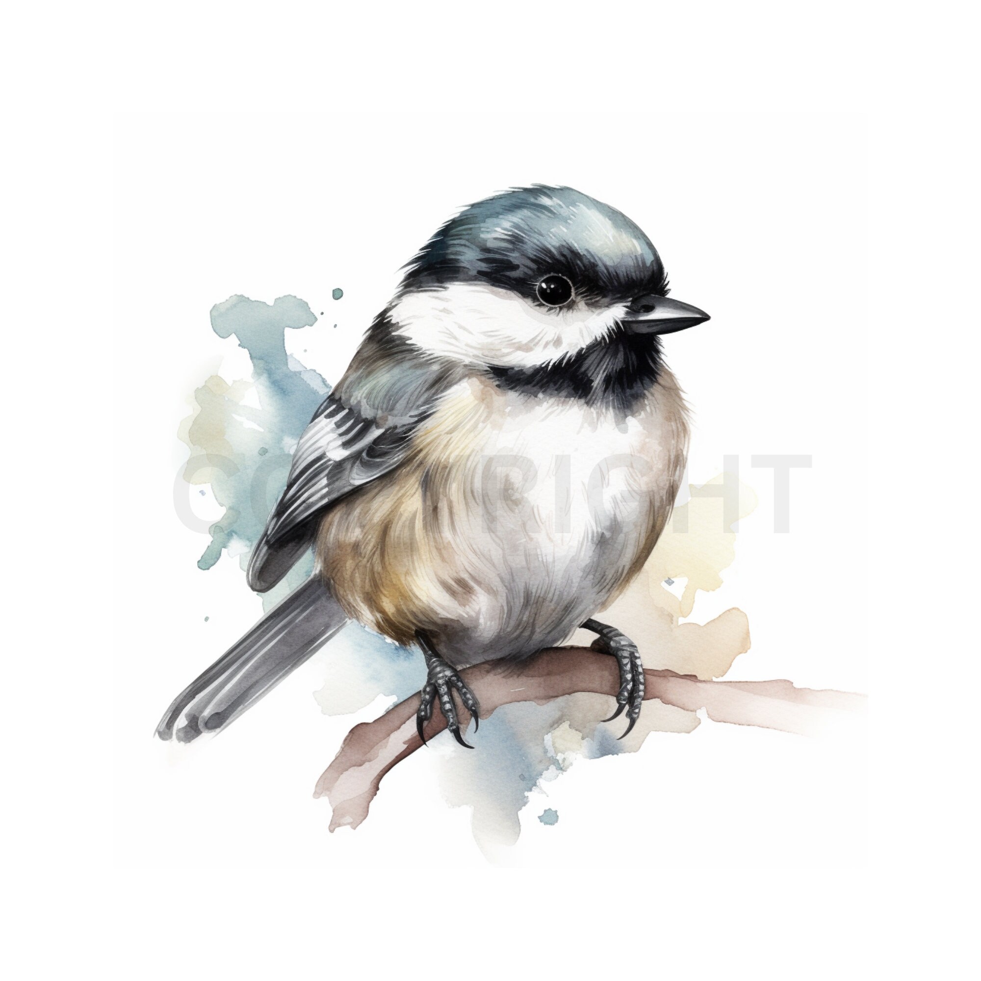 Chickadee Clipart | 8 Jpgs | Chickadee Bird Clip Art Watercolor ...