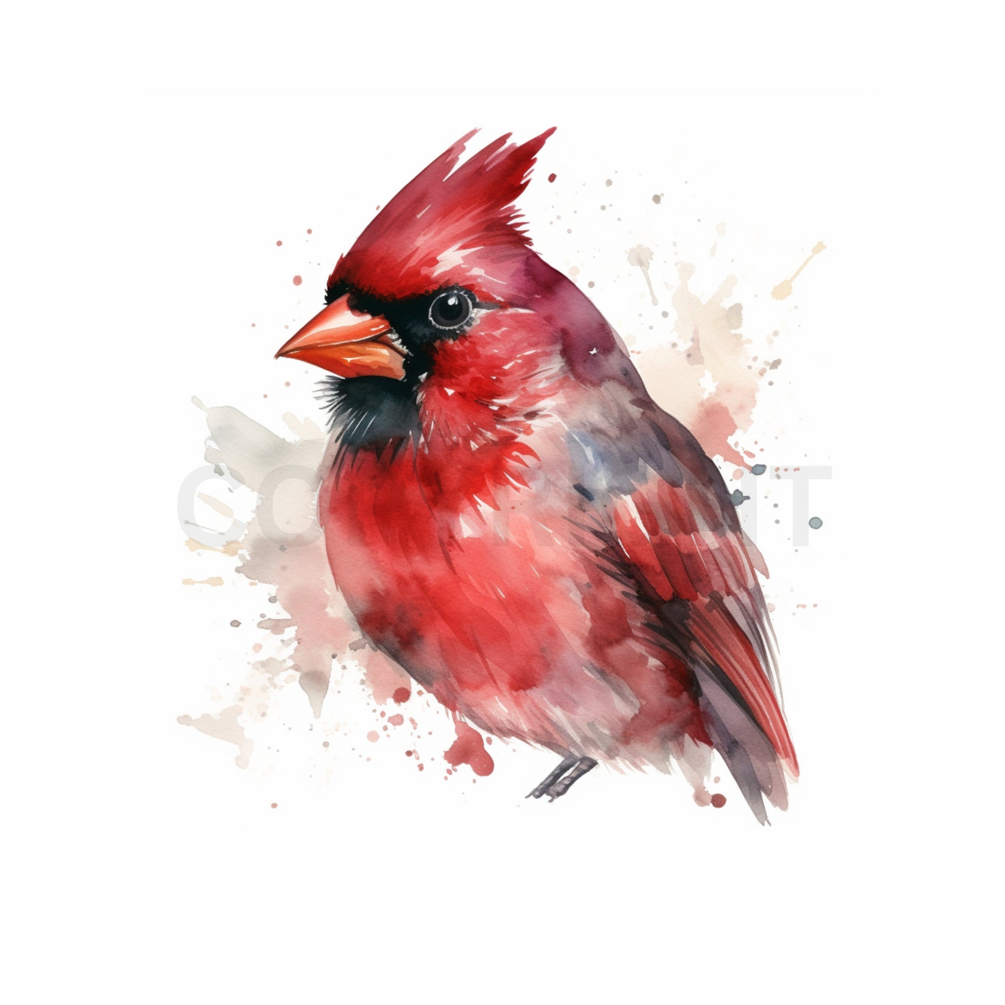 Red Cardinal Clipart 8 Jpgs Red Cardinal Bird Clip Art Watercolor ...