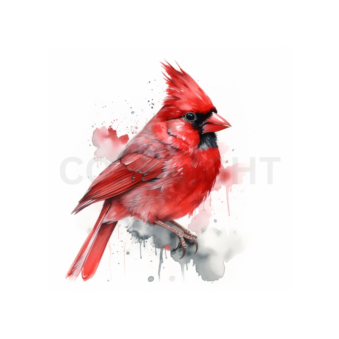 Red Cardinal Clipart | 8 Jpgs | Red Cardinal Bird Clip Art Watercolor ...