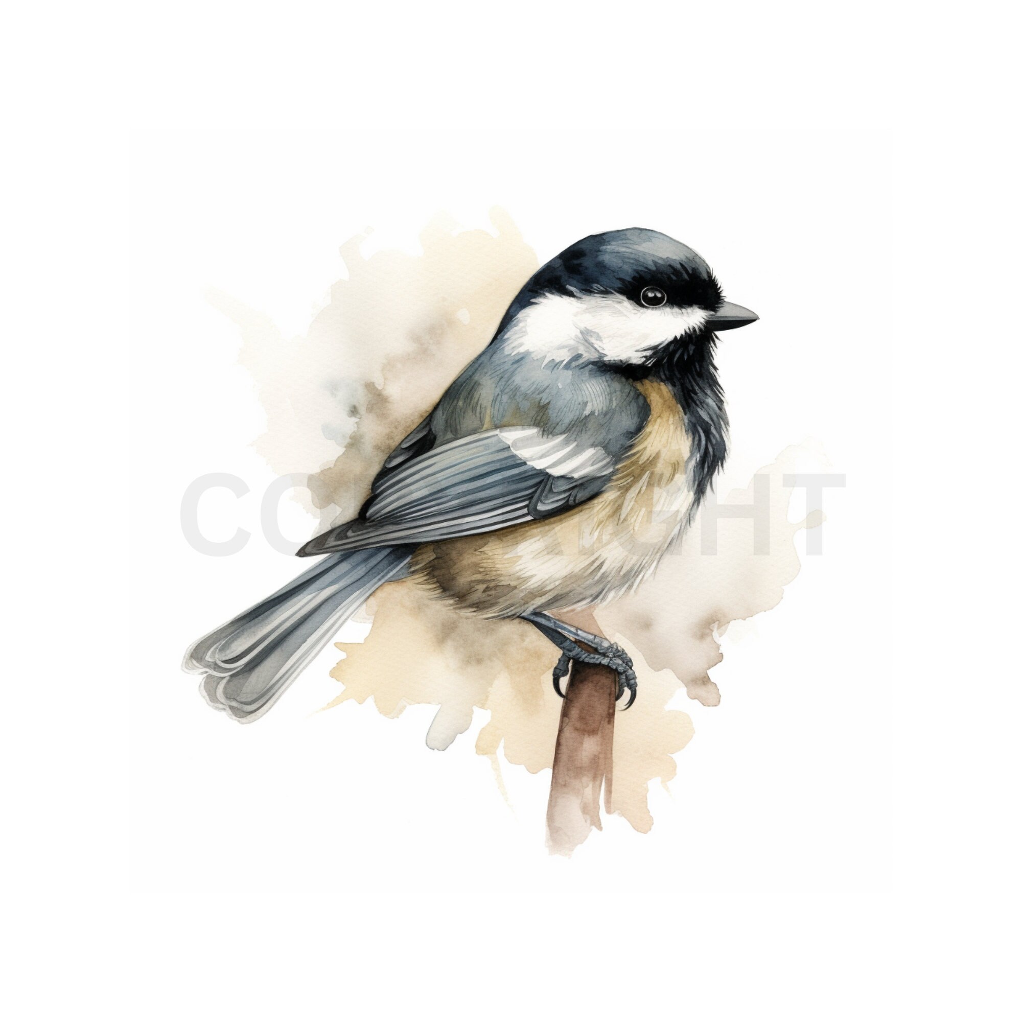 Chickadee Clipart | 8 Jpgs | Chickadee Bird Clip Art Watercolor ...