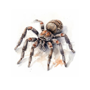 Tarantula Clipart 8 Jpgs Tarantula Spider Clip Art Watercolor Digital ...