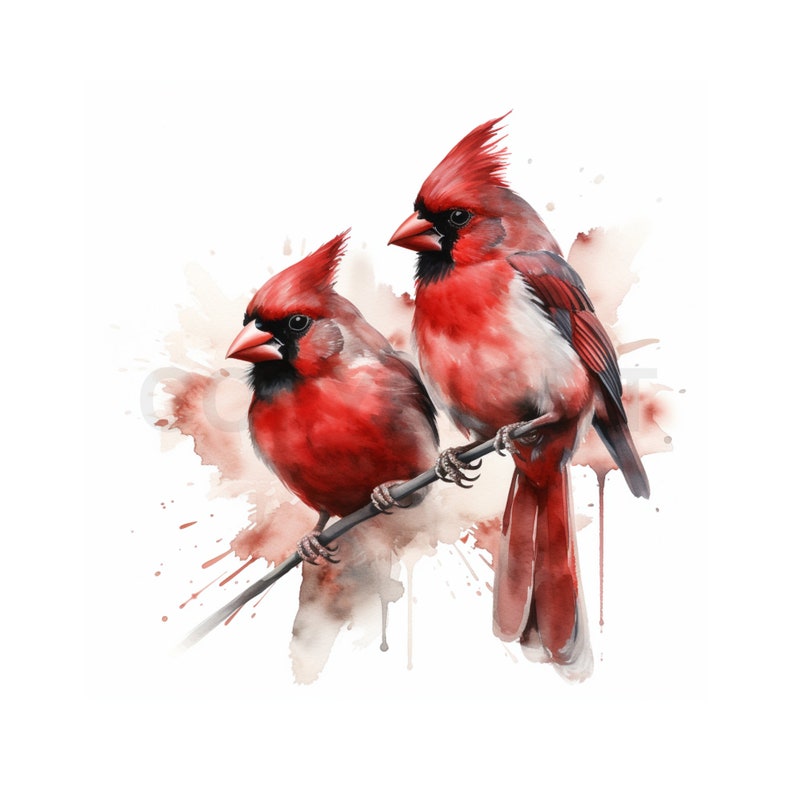 Red Cardinal Clipart | 8 Jpgs | Red Cardinal Bird Clip Art Watercolor ...