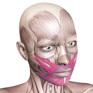 U-trainer® Facial Trainer and Facial Fitness - Etsy