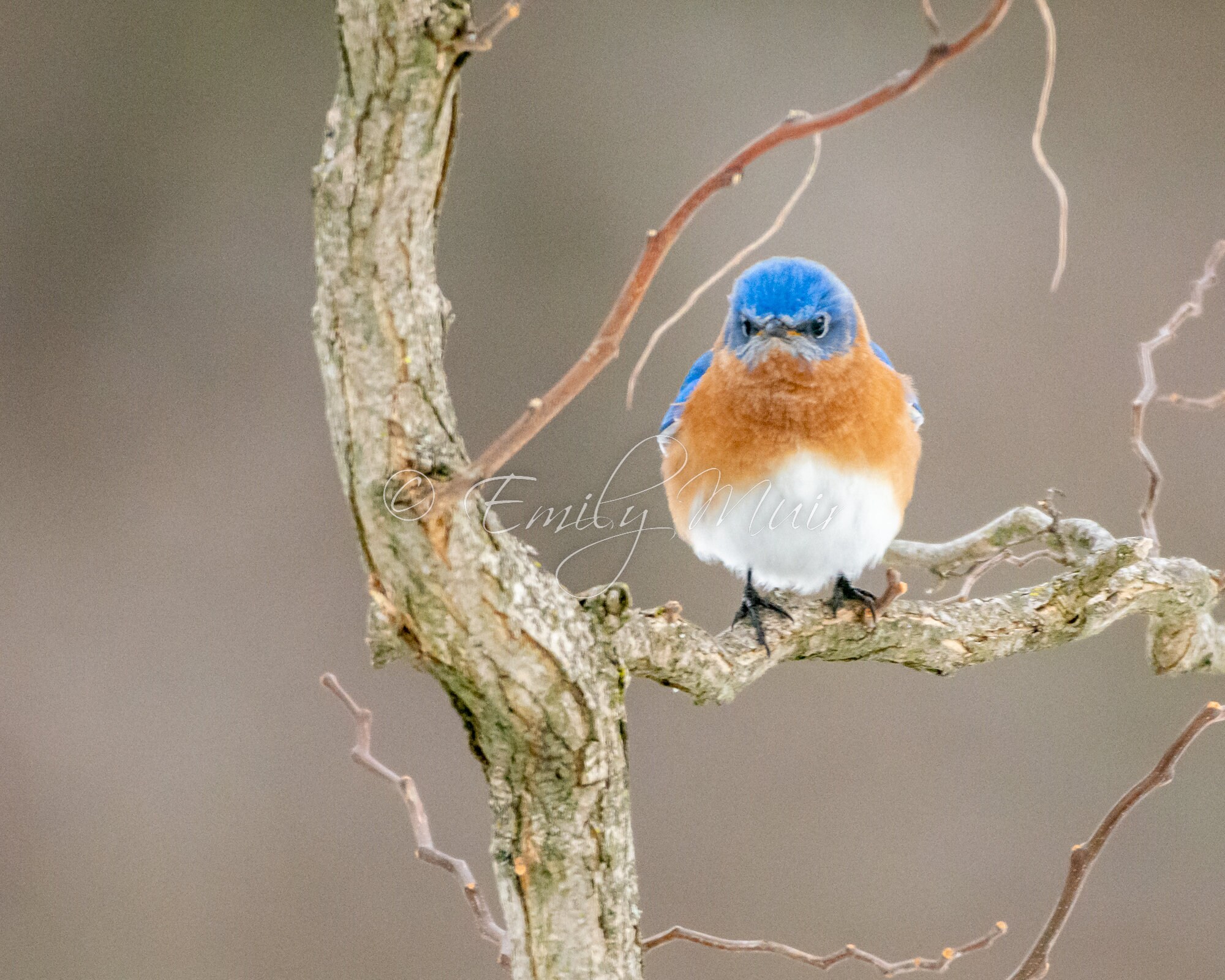 Grumpy Eastern Bluebird in a Twisty Baby Black Locust Tree - Etsy