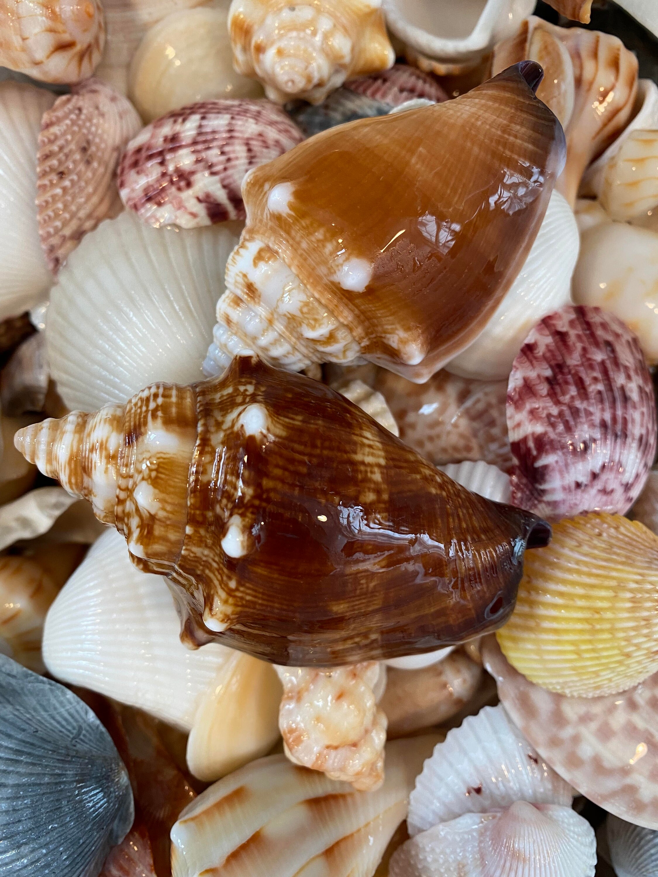 Florida Gulf Coast Fighting Conch Shell - Strombus Alatis - Etsy